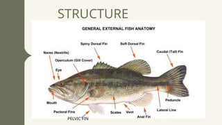 VARIETIES OF FISH, STRUCTURE OF FISH, BODY SHAPE, MARKET FORMS, FAT ...