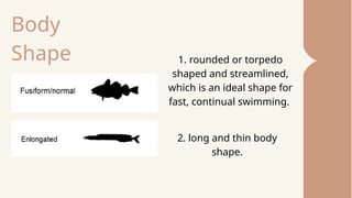 VARIETIES OF FISH, STRUCTURE OF FISH, BODY SHAPE, MARKET FORMS, FAT ...