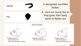 VARIETIES OF FISH, STRUCTURE OF FISH, BODY SHAPE, MARKET FORMS, FAT ...