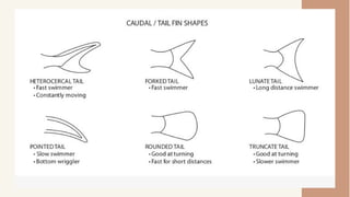 VARIETIES OF FISH, STRUCTURE OF FISH, BODY SHAPE, MARKET FORMS, FAT ...