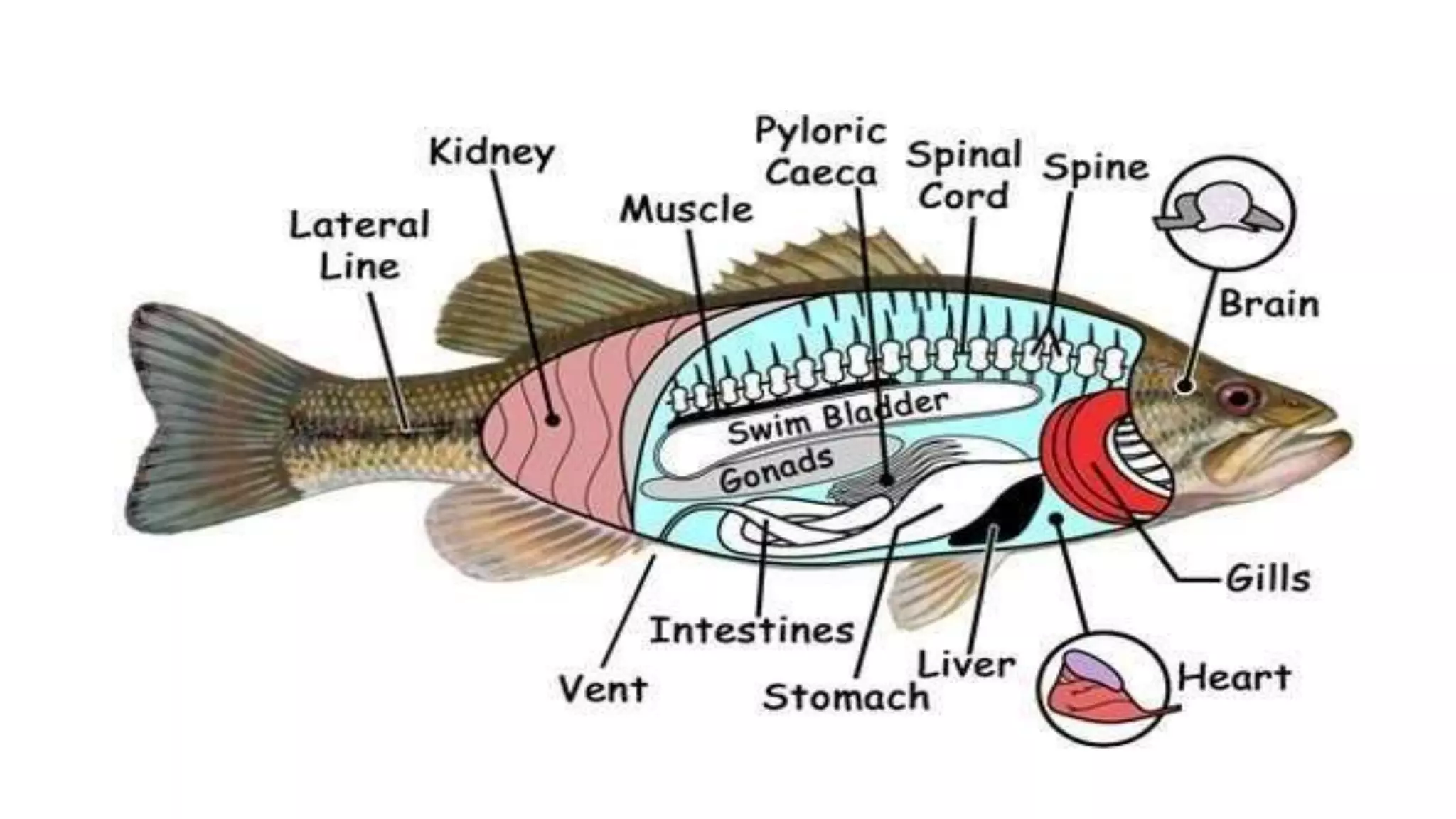 Varieties of Seafood-Composition of fish.pptx