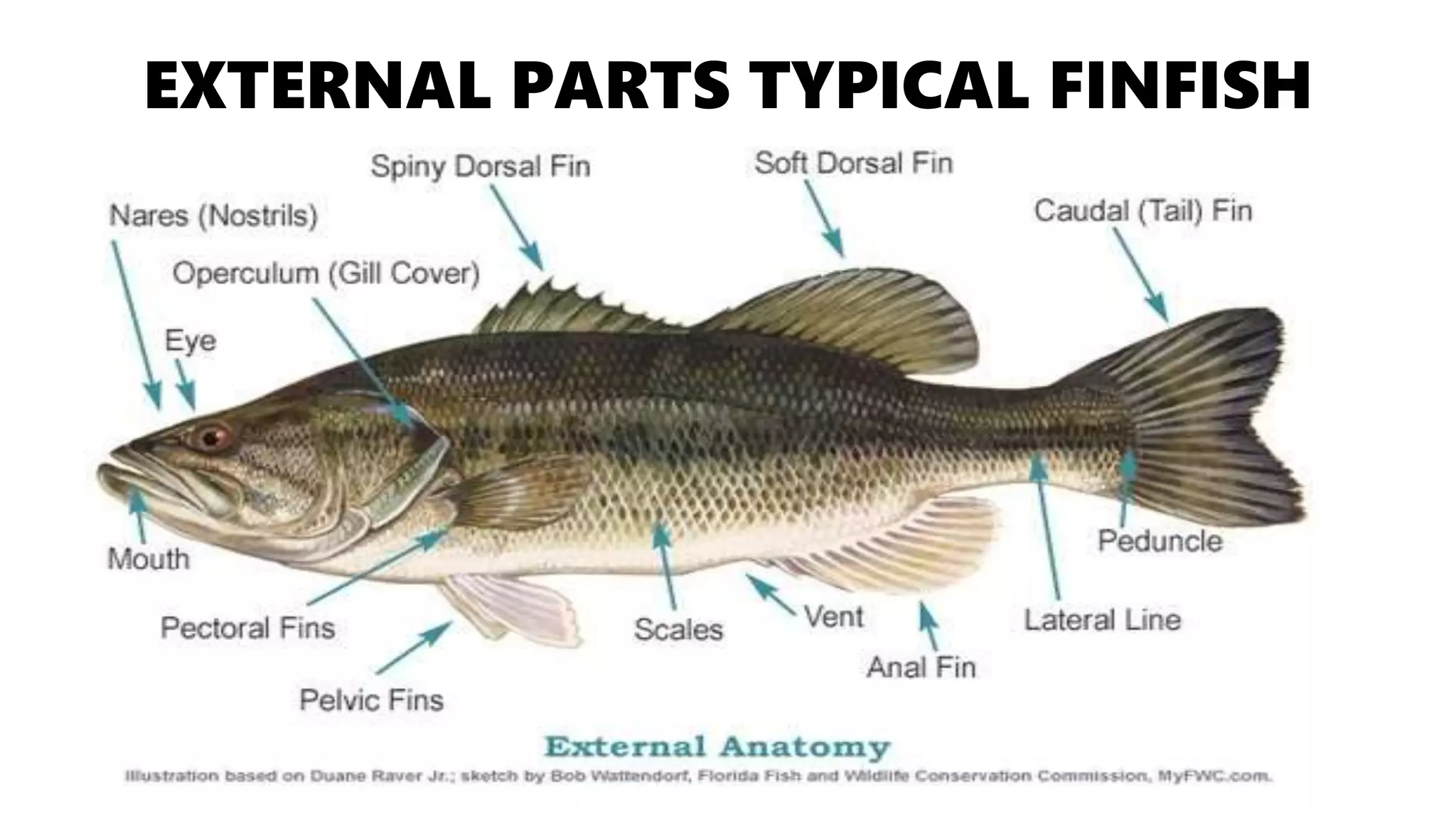 Varieties of seafood tle cookery grade 10 lesson | PPTX