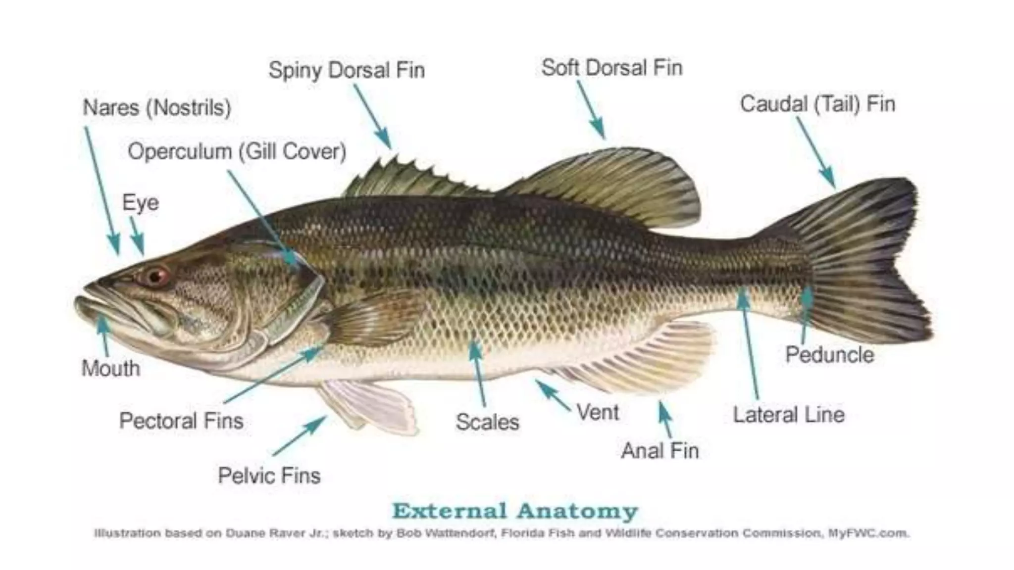 Varieties of seafood tle cookery grade 10 lesson | PPTX
