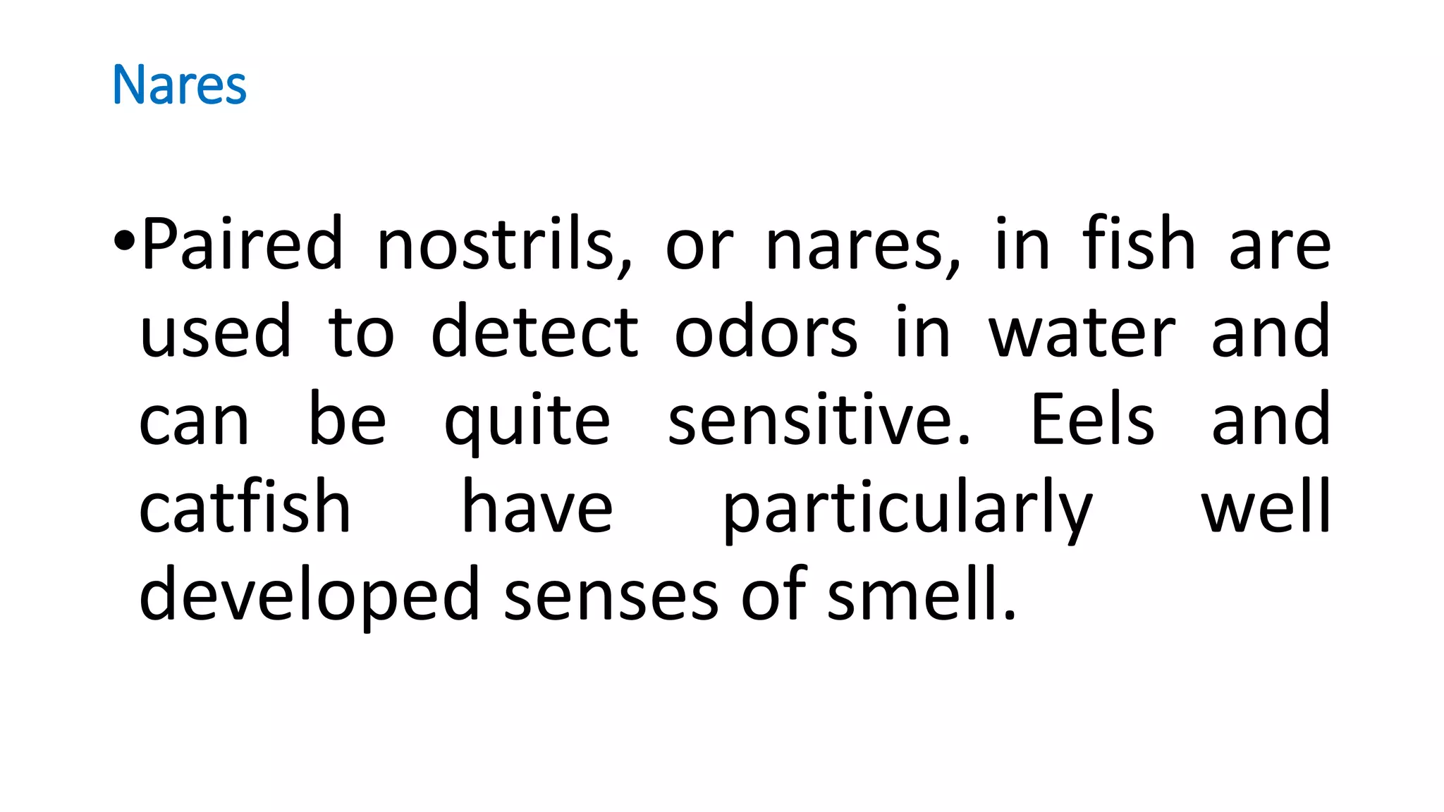 Varieties of seafood tle cookery grade 10 lesson | PPTX