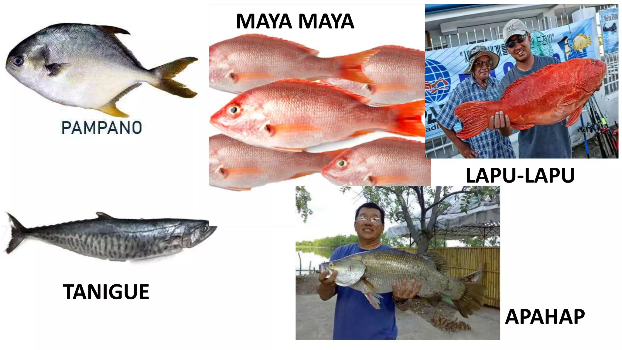 Varieties of seafood tle cookery grade 10 lesson | PPTX