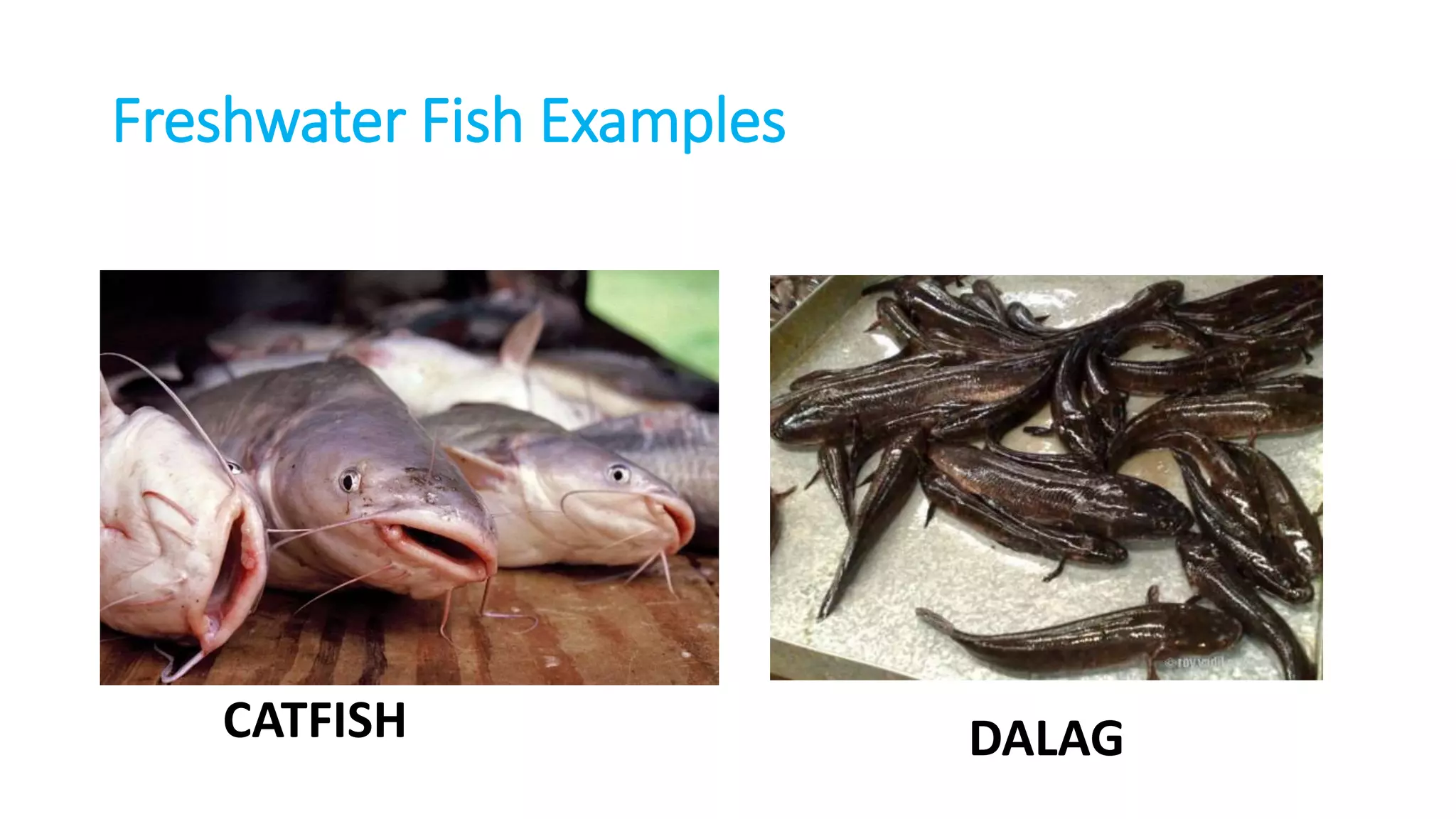 Varieties of seafood tle cookery grade 10 lesson | PPTX