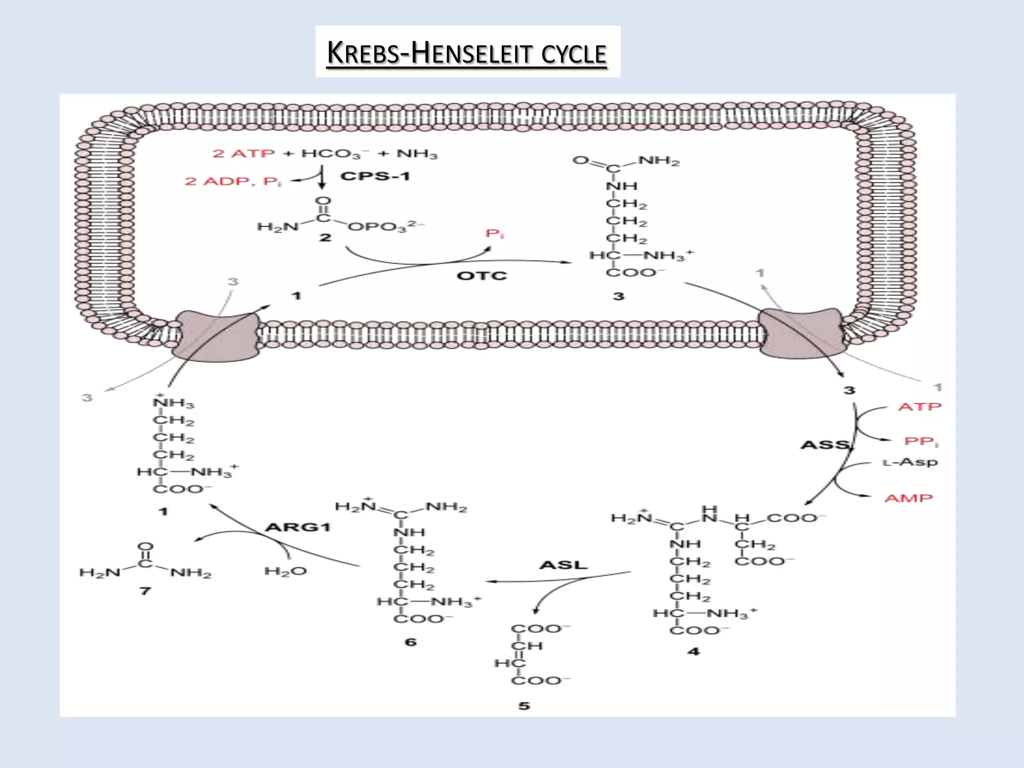 urea cycle{ornithine cycle} | PPTX