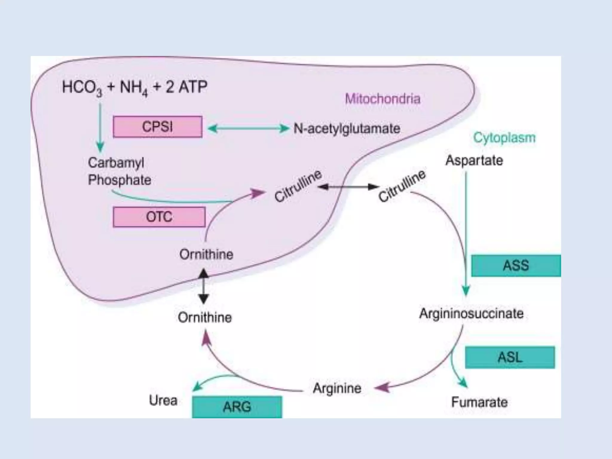 urea cycle{ornithine cycle} | PPTX