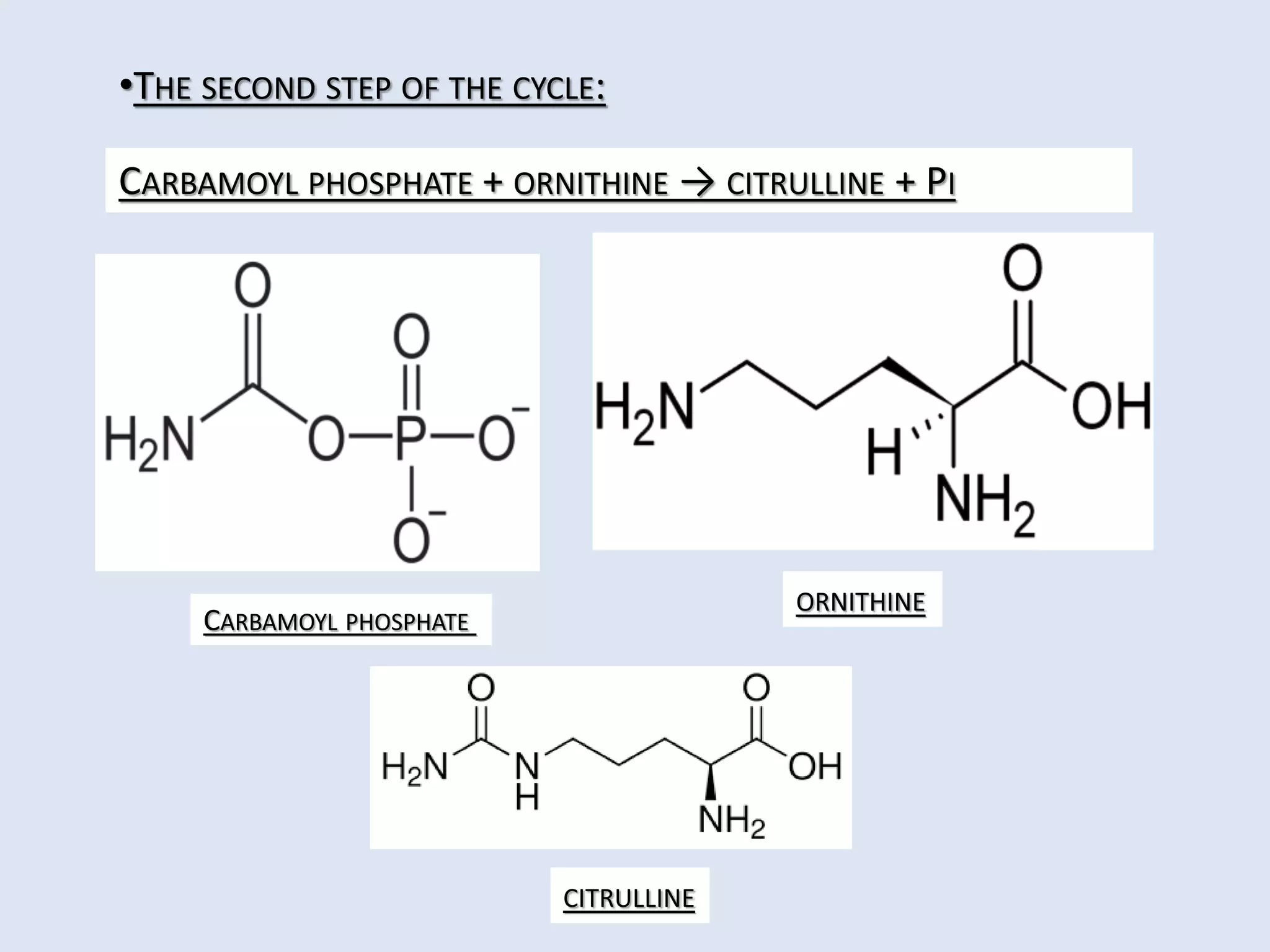 urea cycle{ornithine cycle} | PPTX