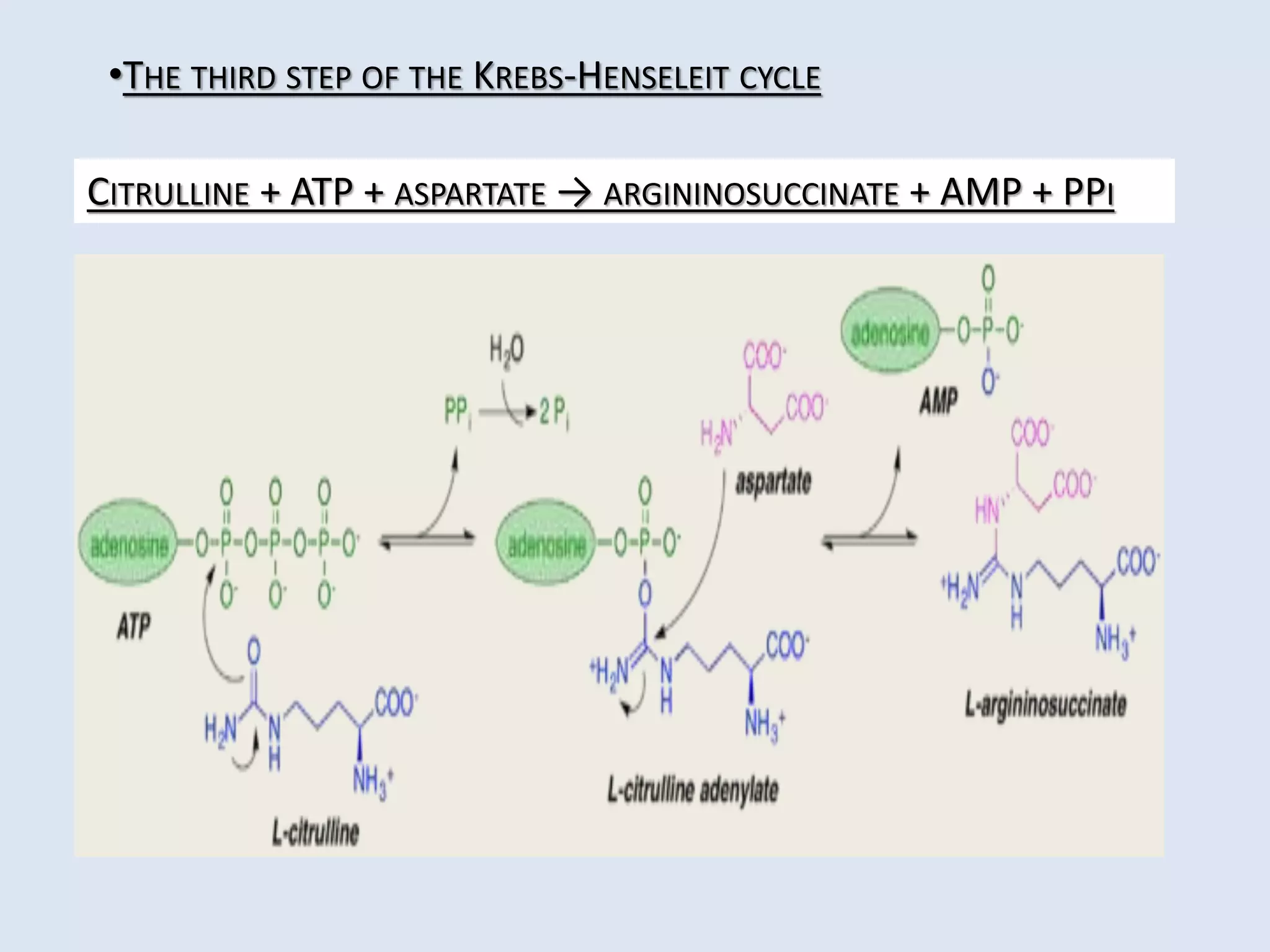 urea cycle{ornithine cycle} | PPTX