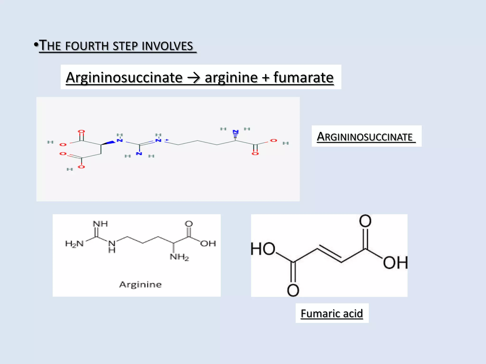 urea cycle{ornithine cycle} | PPTX