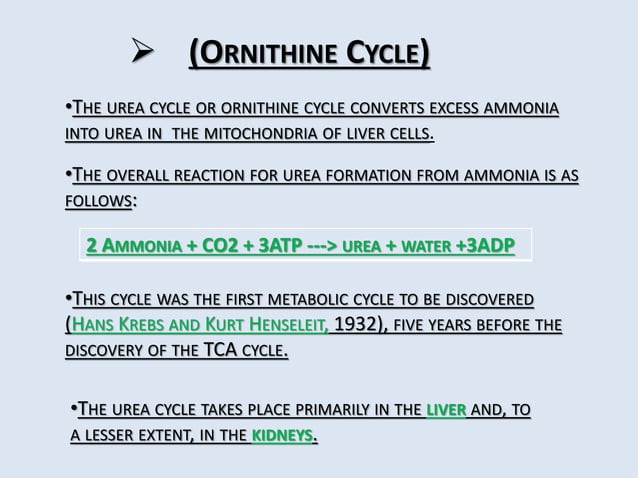 urea cycle{ornithine cycle} | PPTX