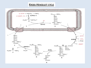urea cycle{ornithine cycle} | PPTX