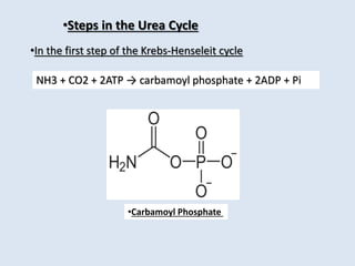 urea cycle{ornithine cycle} | PPTX