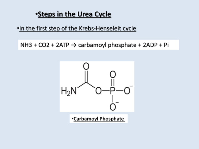 urea cycle{ornithine cycle} | PPTX