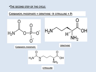 urea cycle{ornithine cycle} | PPTX