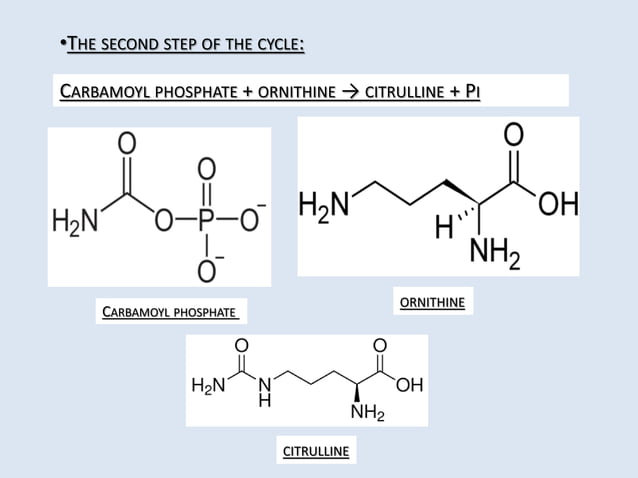 urea cycle{ornithine cycle} | PPTX