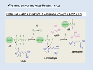 urea cycle{ornithine cycle} | PPTX