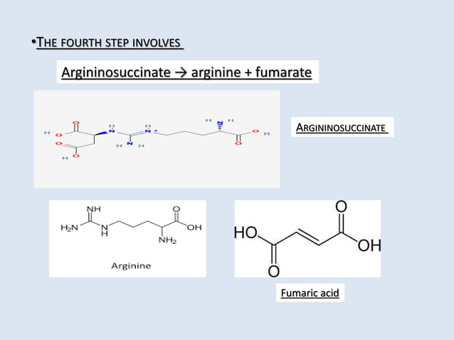 urea cycle{ornithine cycle} | PPTX