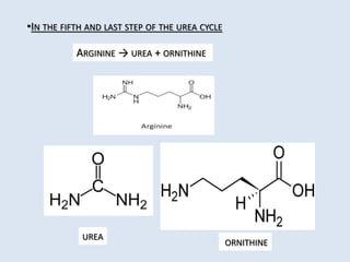 urea cycle{ornithine cycle} | PPTX
