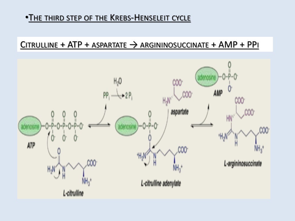 urea cycle{ornithine cycle}