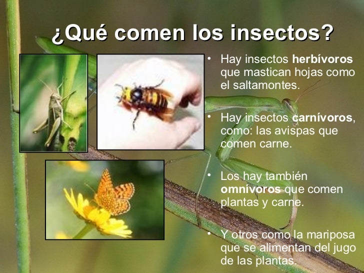 Varinia . Los Insectos