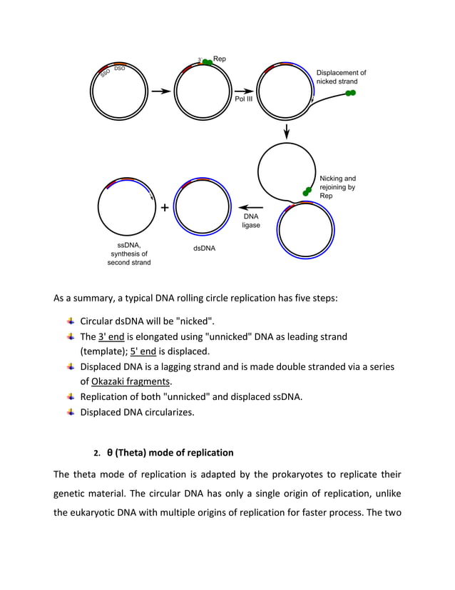 Various model of DNA replication | PDF