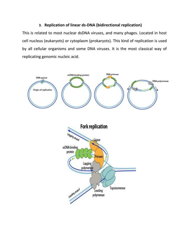 Various model of DNA replication | PDF