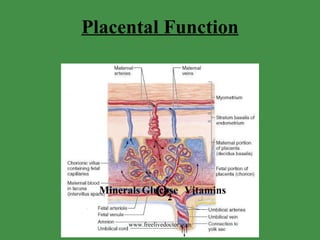 Various Parts Of Reproductive Organs& Their Functions | PPT