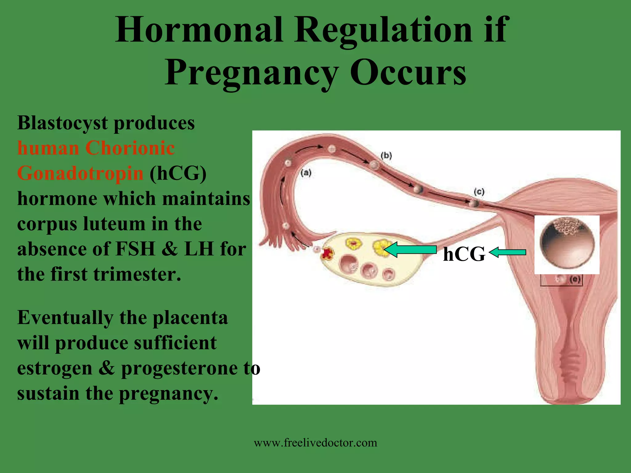 Various Parts Of Reproductive Organs& Their Functions | PPT