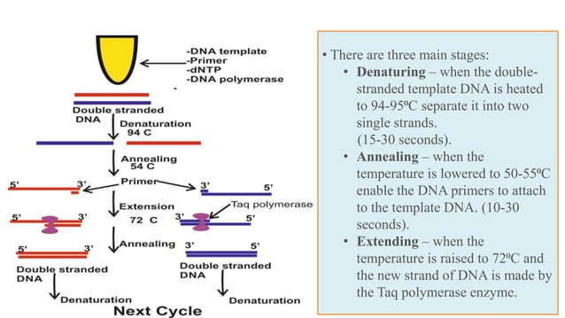 PCR & It's Various Types, DNA chip method & Serological methods of Seed ...
