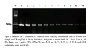 PCR & It's Various Types, DNA chip method & Serological methods of Seed ...