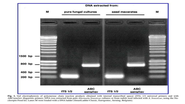 PCR & It's Various Types, DNA chip method & Serological methods of Seed ...