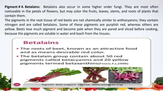 Various Pigments in Plant - MANUGAY.pptx