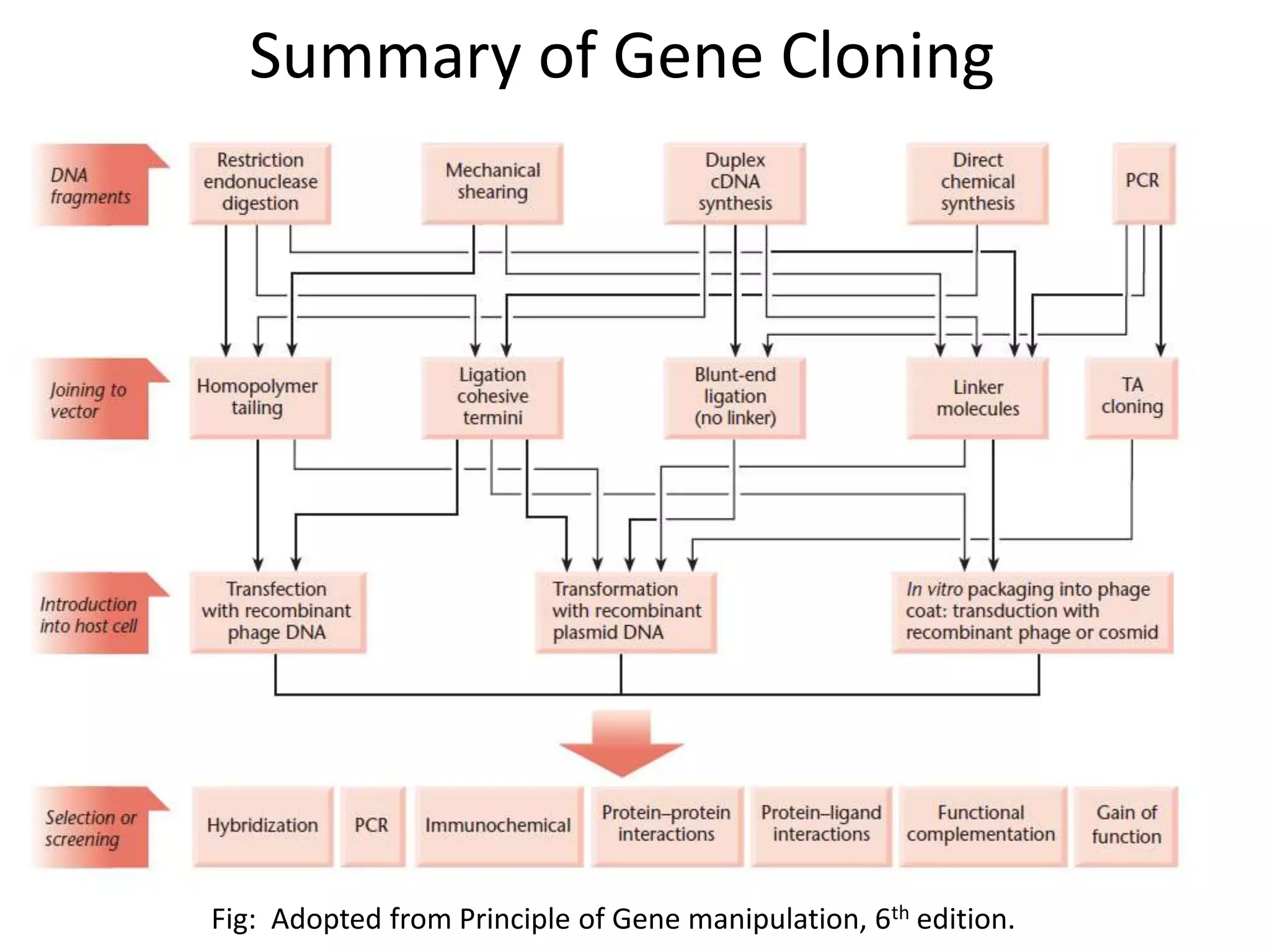 Various strategies for molecular cloning | PPTX