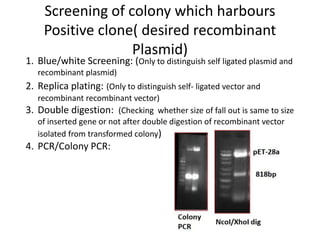 Various strategies for molecular cloning | PPTX
