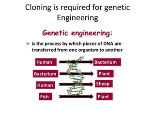 Various strategies for molecular cloning | PPTX