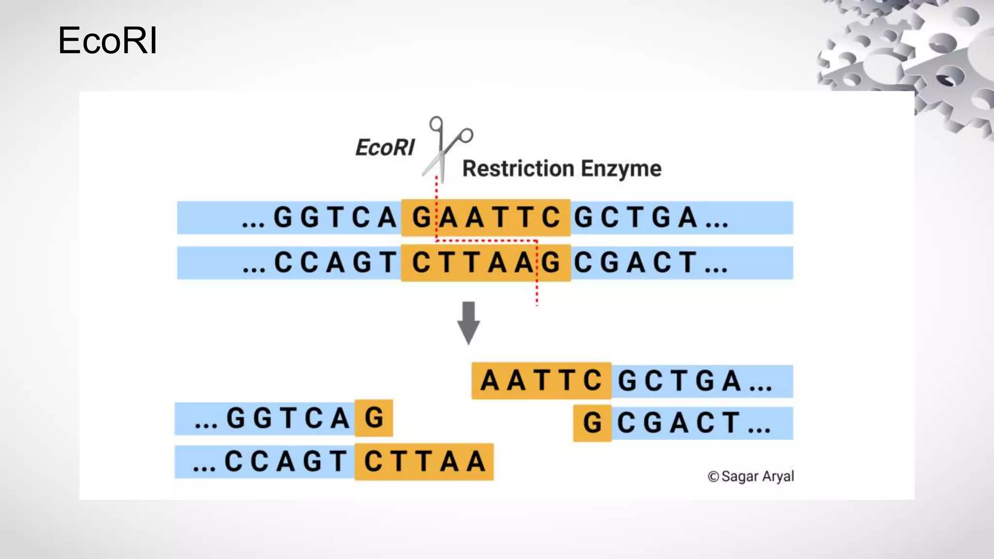 Various tools used in genetic engineering | PPTX