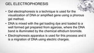 Various tools used in genetic engineering | PPTX