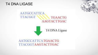 Various tools used in genetic engineering | PPTX