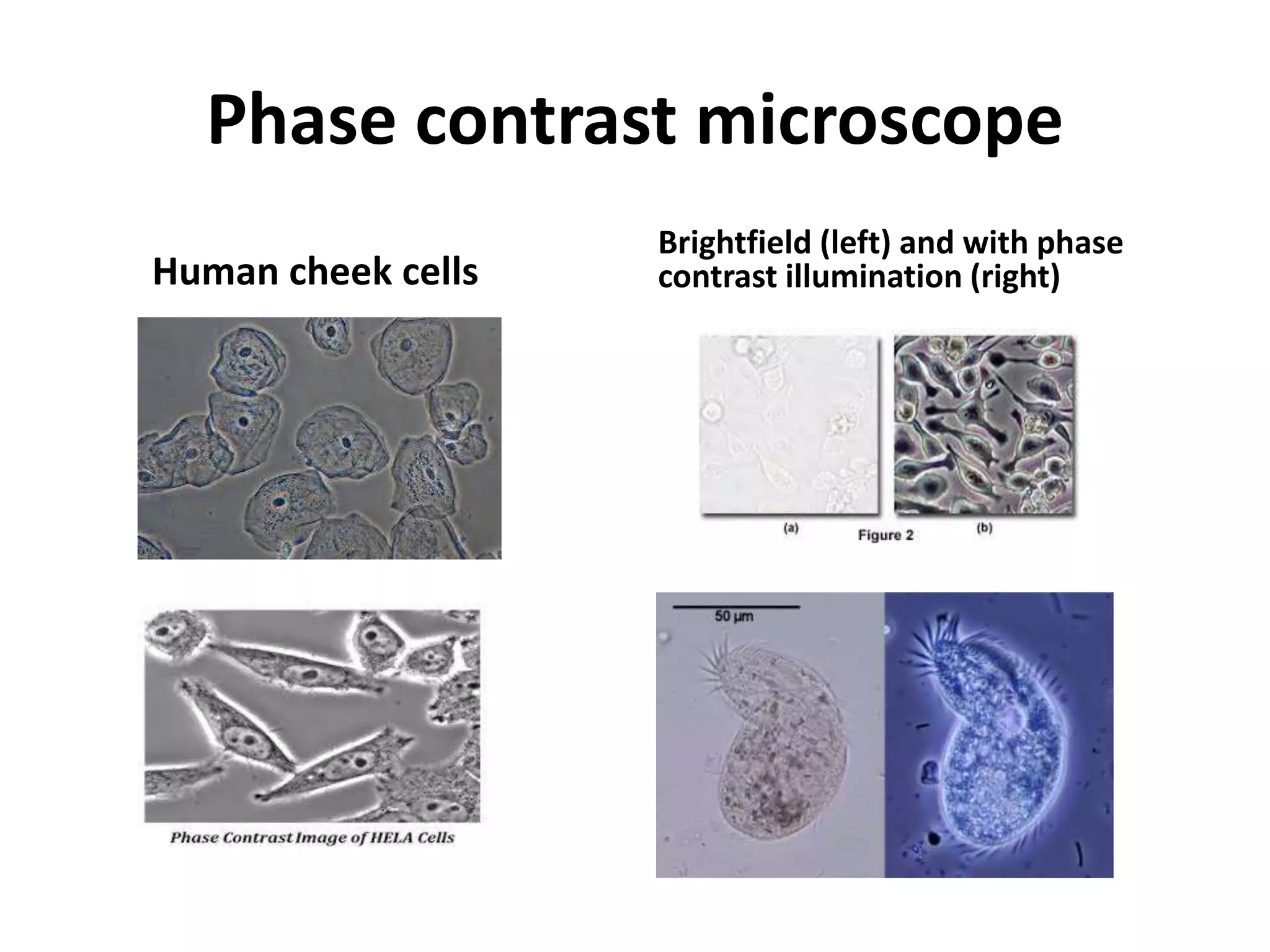 Various types of microscopes and microscopy | PPTX