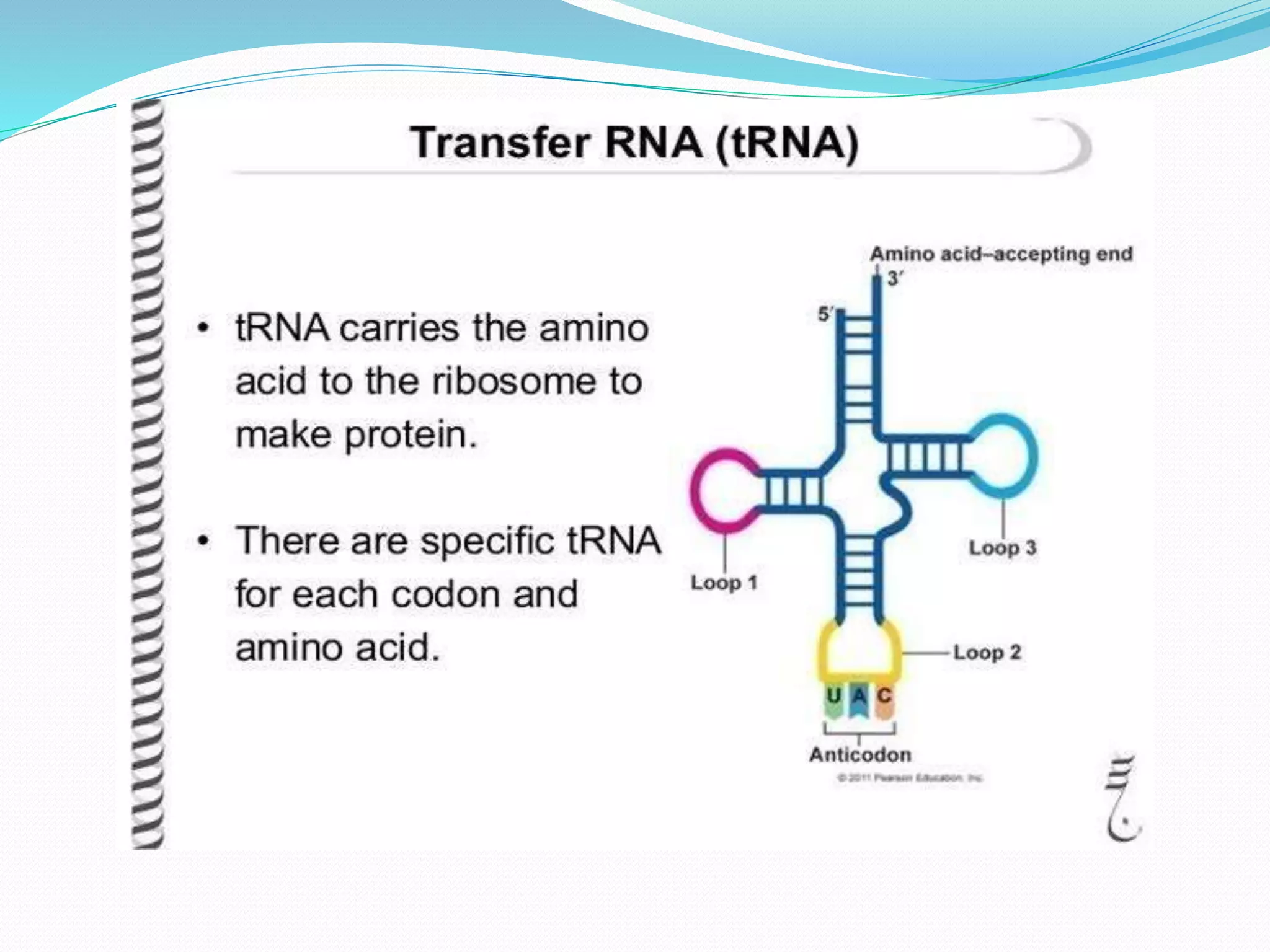 Various types RNA | PPTX