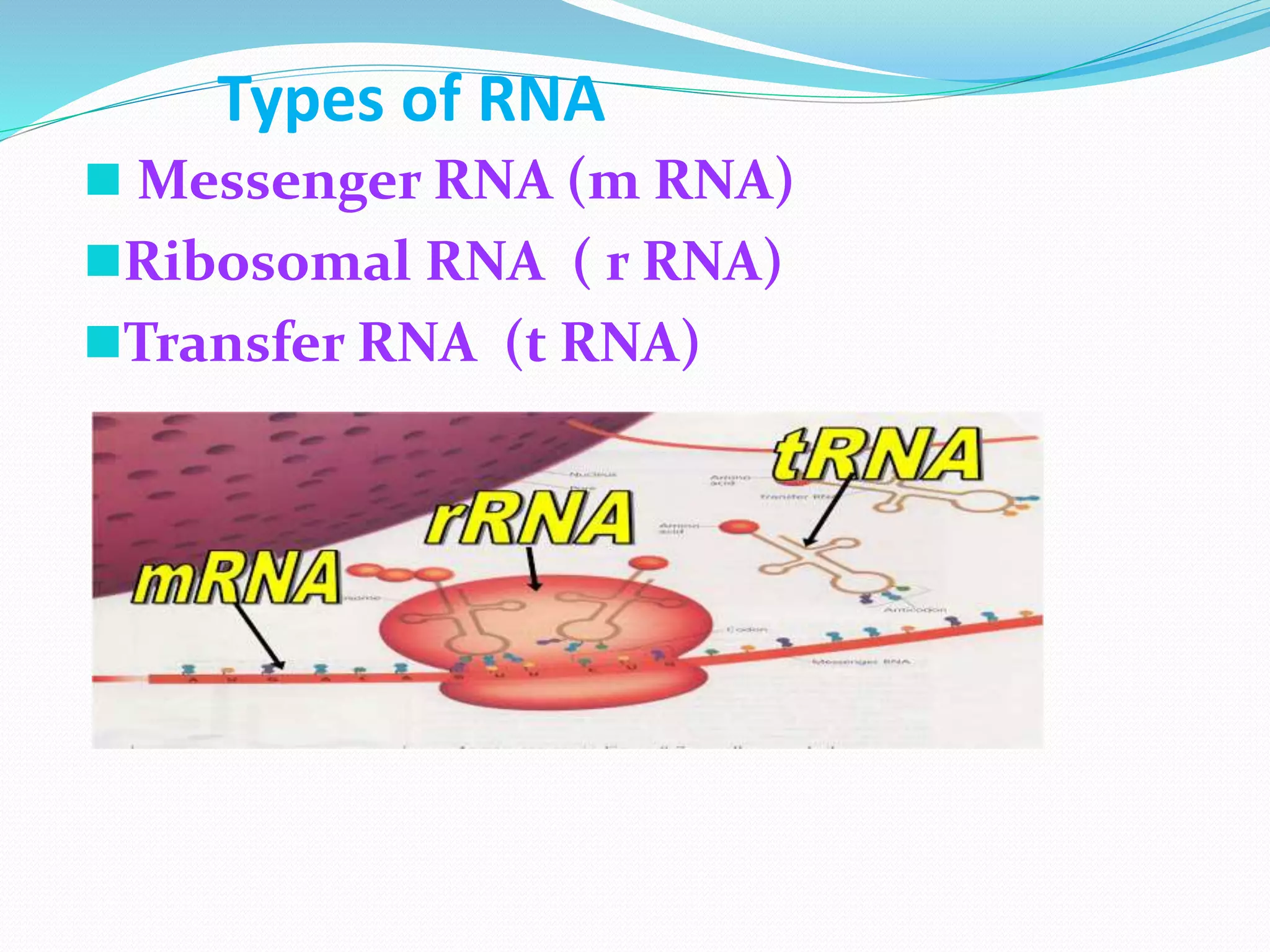 Various types RNA | PPTX