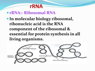Various types RNA | PPTX