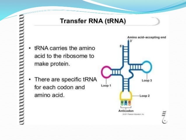 Various types RNA