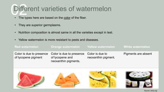 New Varities of watermelon | PPTX