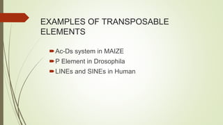 TRANSPOSABLE ELEMENTS | PPTX