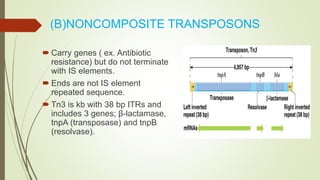 TRANSPOSABLE ELEMENTS | PPTX