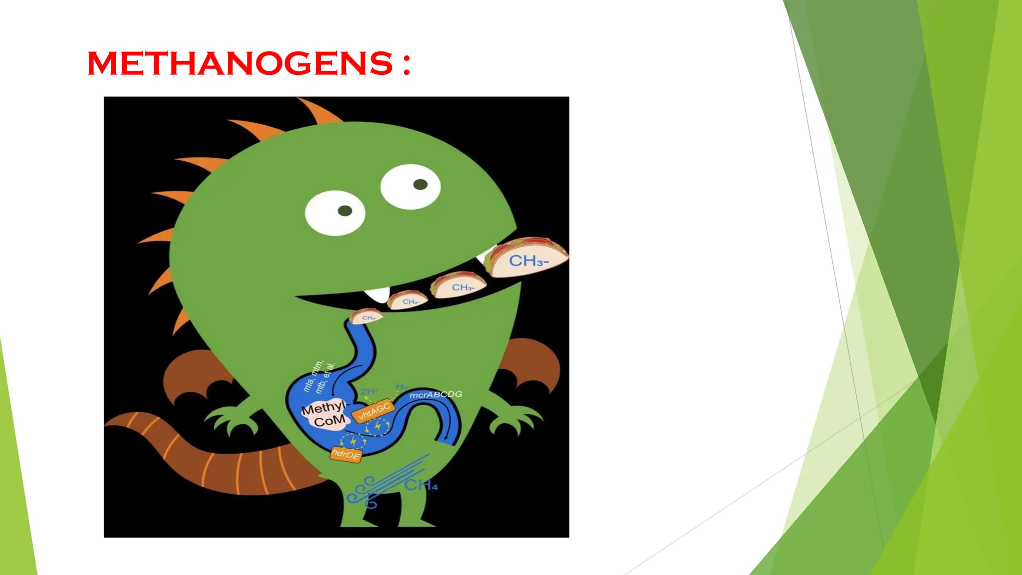 --METHANOGENS- (general microbiology )-- | PDF