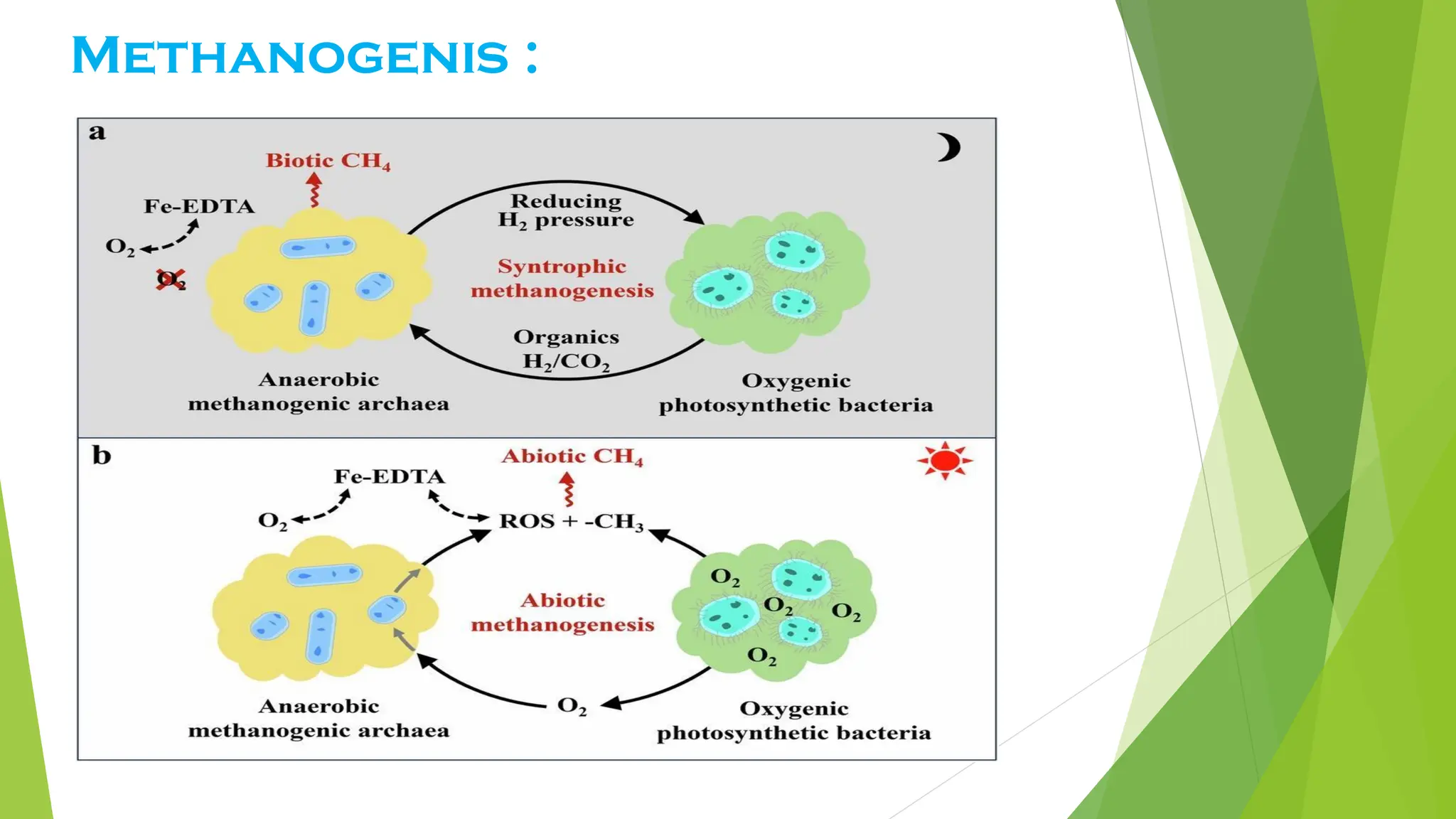 --METHANOGENS- (general microbiology )-- | PDF
